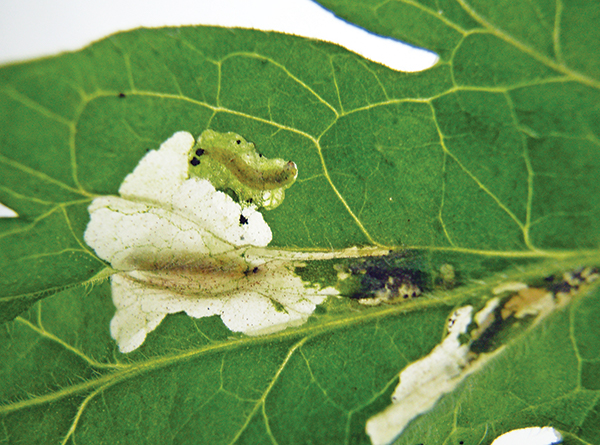 South American Tomato Leafminer (Tuta absoluta) - North Central IPM Center